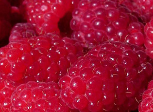 EXPANSION OF RASPBERRY PRODUCTION IN JABLANICA DISTRICT - Government of ...